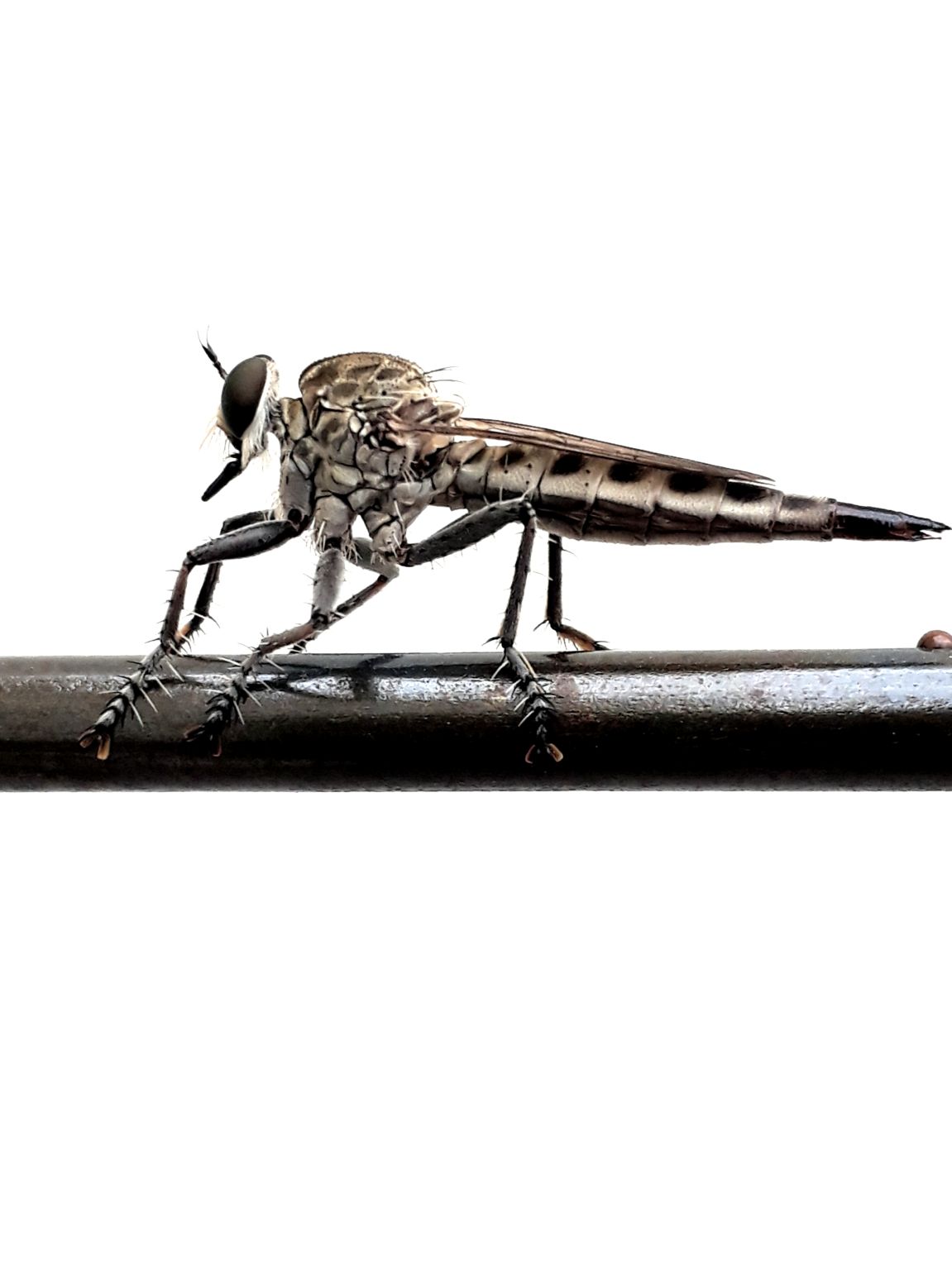 Dr. Paramveer Singh on LinkedIn: Click of the day.. Robber fly (Diptera ... Dr. Paramveer Singh on LinkedIn: Click of the day.. Robber fly (Diptera ...