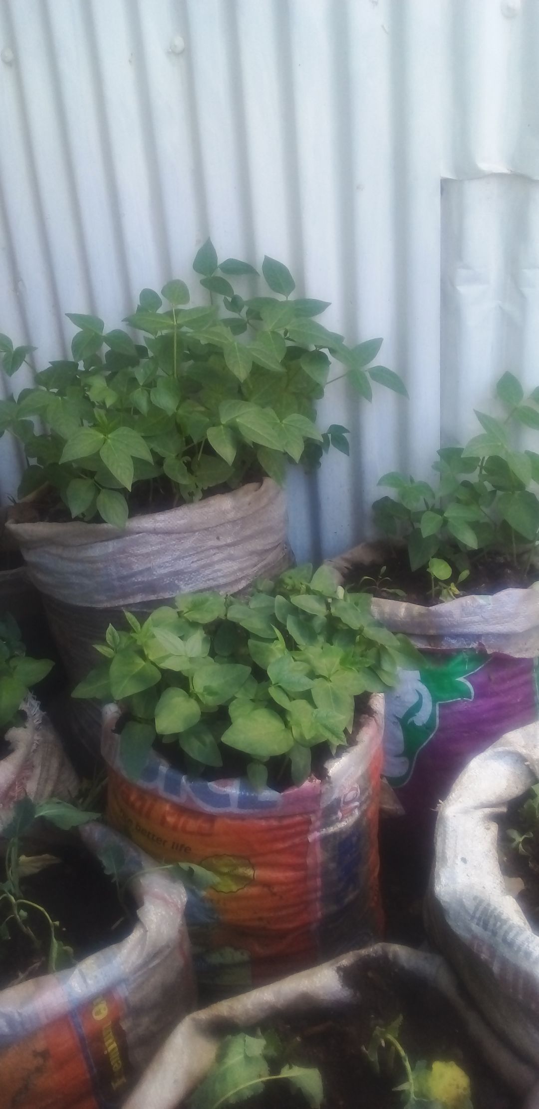 Odongo Moses on LinkedIn: Kitchen garden for Talk to save youth ... Odongo Moses on LinkedIn: Kitchen garden for Talk to save youth ...