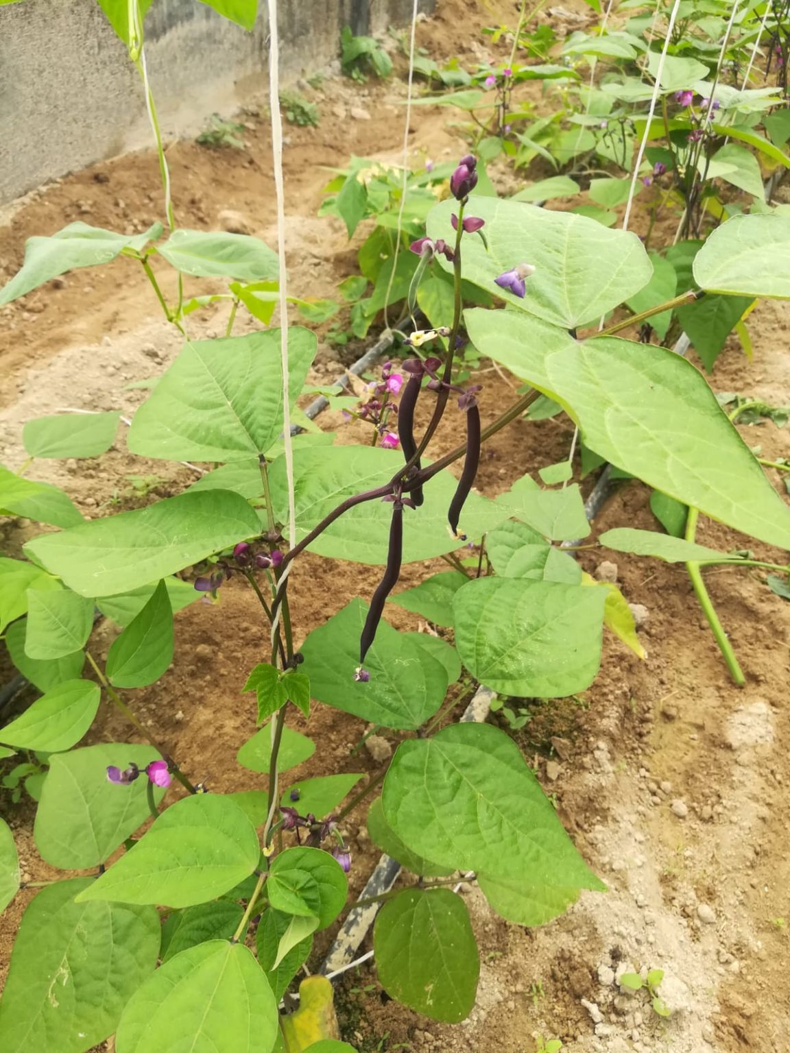 🌱 Purple and yellow Beans 🌱 | Mahmoud Elrashedy 🌱 Purple and yellow Beans 🌱 | Mahmoud Elrashedy