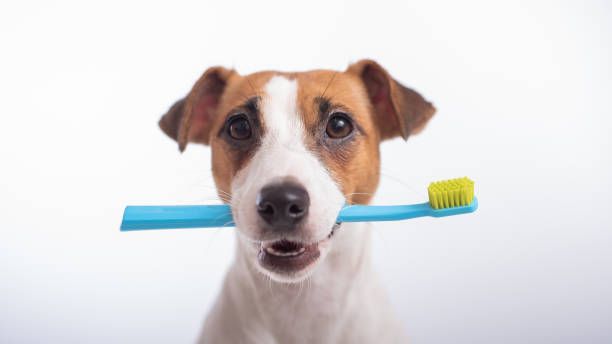 Yukta Vaidya on LinkedIn: Ways To Take care Of Your Pet's Teeth Just ... Yukta Vaidya on LinkedIn: Ways To Take care Of Your Pet's Teeth Just ...