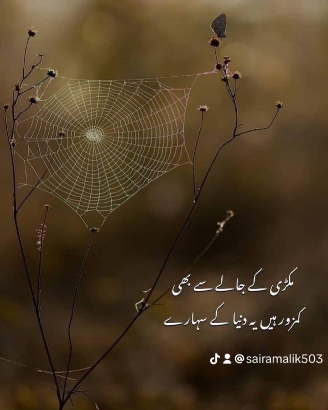 Saira Malik posted on LinkedIn Saira Malik posted on LinkedIn
