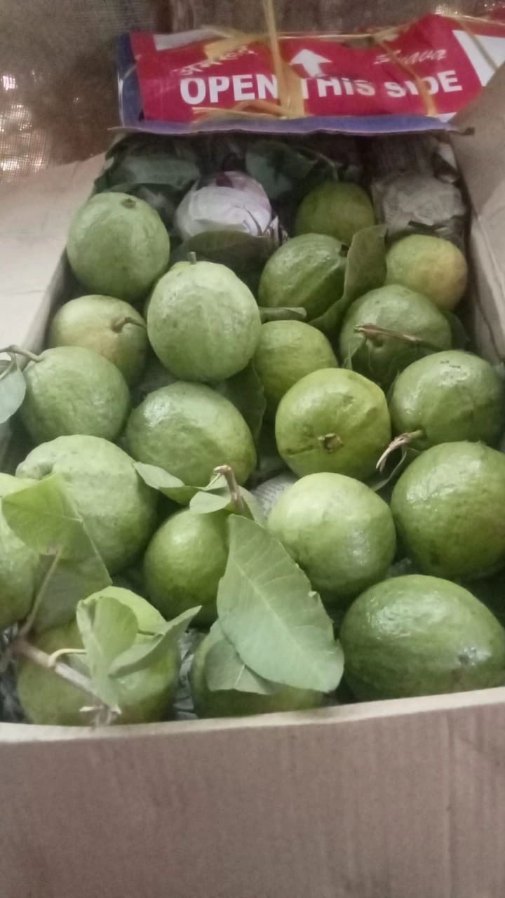 Sachin Digarse on LinkedIn: Farm fresh Guvava available at #Otipy#Desi ... Sachin Digarse on LinkedIn: Farm fresh Guvava available at #Otipy#Desi ...