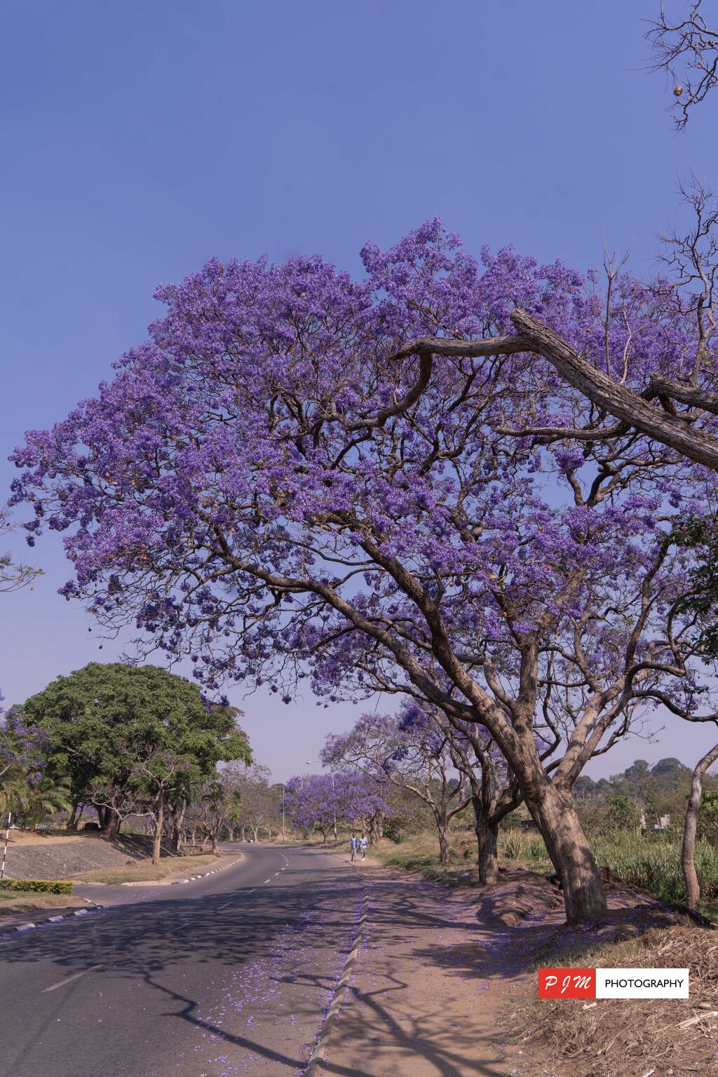 Peter J Makwana on LinkedIn: The season is BACK!! Beautiful Jacaranda ... Peter J Makwana on LinkedIn: The season is BACK!! Beautiful Jacaranda ...