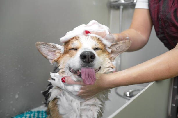 Yukta Vaidya on LinkedIn: 11 Skin Care Tips For Your Dog At Home Taking ... Yukta Vaidya on LinkedIn: 11 Skin Care Tips For Your Dog At Home Taking ...