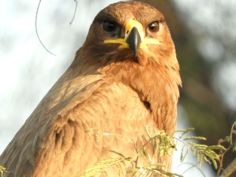 Anuj Joshi on LinkedIn: #wwf #birdsofprey Anuj Joshi on LinkedIn: #wwf #birdsofprey