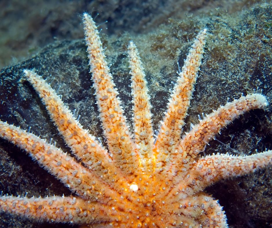 SeaChange Marine Conservation Society on LinkedIn: #marinebiology # ... SeaChange Marine Conservation Society on LinkedIn: #marinebiology # ...