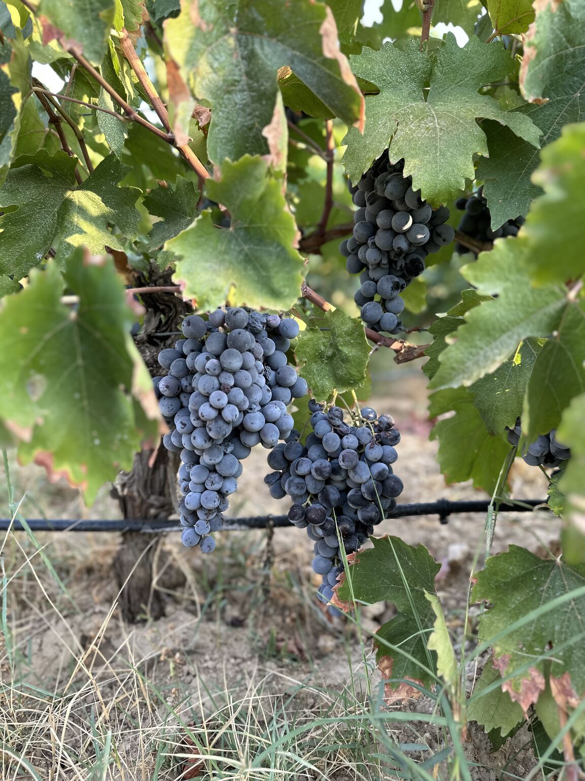 Faruk Kaya LinkedIn‘de: Okuzgozu hasada hazir🍇🍇 Faruk Kaya LinkedIn‘de: Okuzgozu hasada hazir🍇🍇