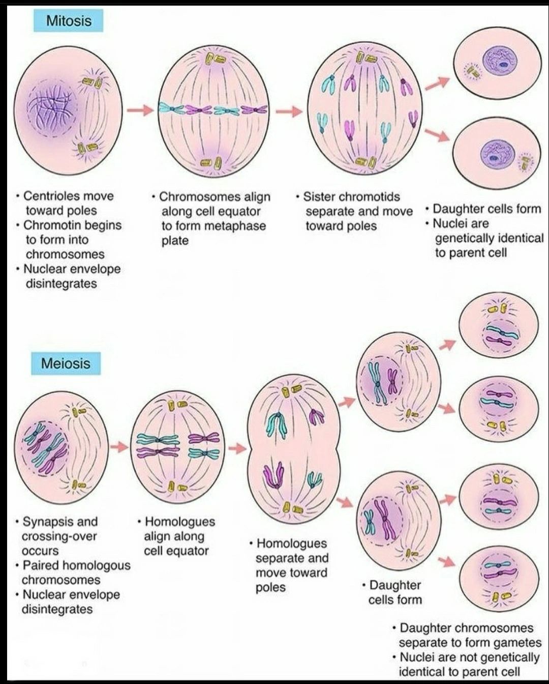 mitosis and meiosis | Microbial Notes mitosis and meiosis | Microbial Notes