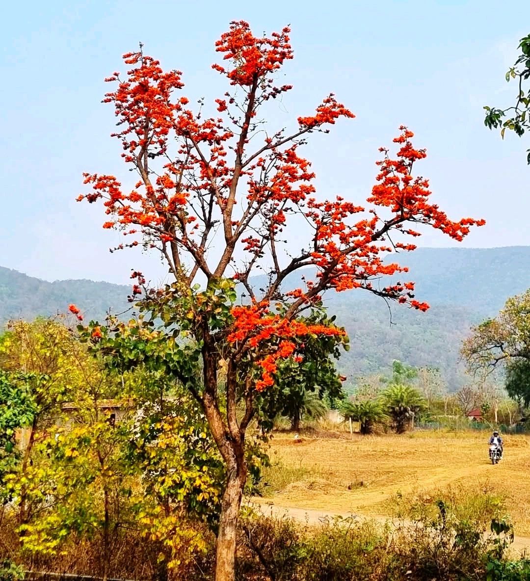 उफ्फ पलाश पर फूल आ गया है! कोई इलायची, दालचीनी और गुड़ डालकर बनाया महुआ ... उफ्फ पलाश पर फूल आ गया है! कोई इलायची, दालचीनी और गुड़ डालकर बनाया महुआ ...