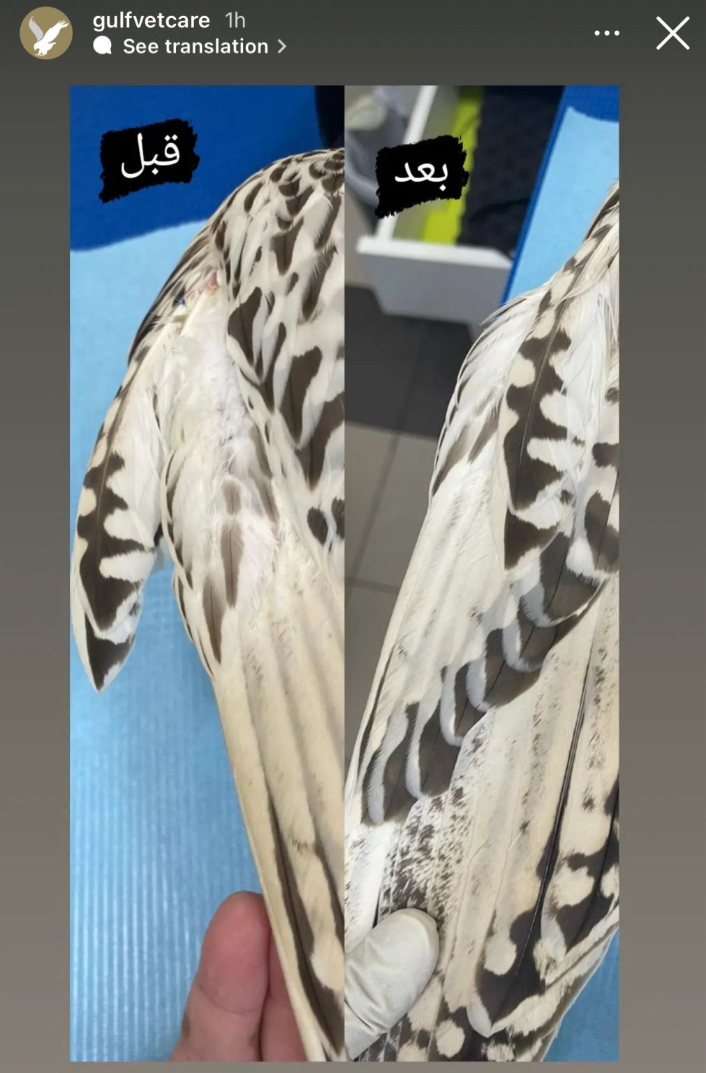 Dr Saad Bin Khalid on LinkedIn: #falcon #imping #gulfvetcare #uae Dr Saad Bin Khalid on LinkedIn: #falcon #imping #gulfvetcare #uae