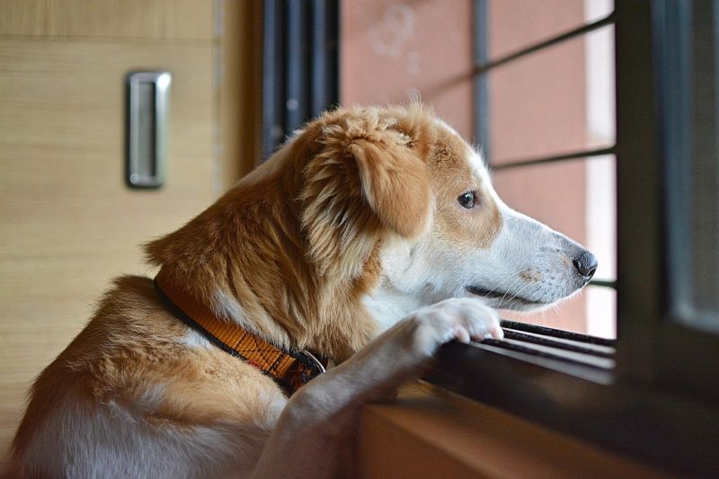 Yukta Vaidya on LinkedIn: Signs of Depression in your pets Sometimes ... Yukta Vaidya on LinkedIn: Signs of Depression in your pets Sometimes ...