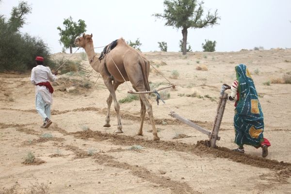Women contribution in livelihood in Thar desert. | Dr. Rahib Ali Women contribution in livelihood in Thar desert. | Dr. Rahib Ali