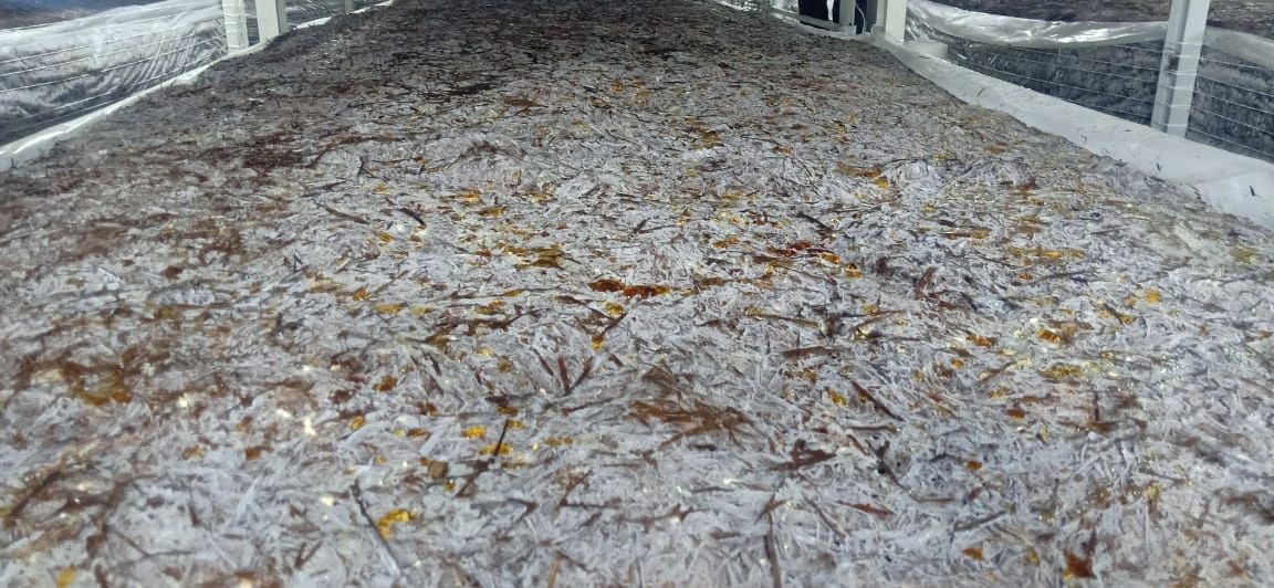 Hamza Nasir Khaira on LinkedIn: #hardwork #mushrooms #mushroomfarming # ... Hamza Nasir Khaira on LinkedIn: #hardwork #mushrooms #mushroomfarming # ...