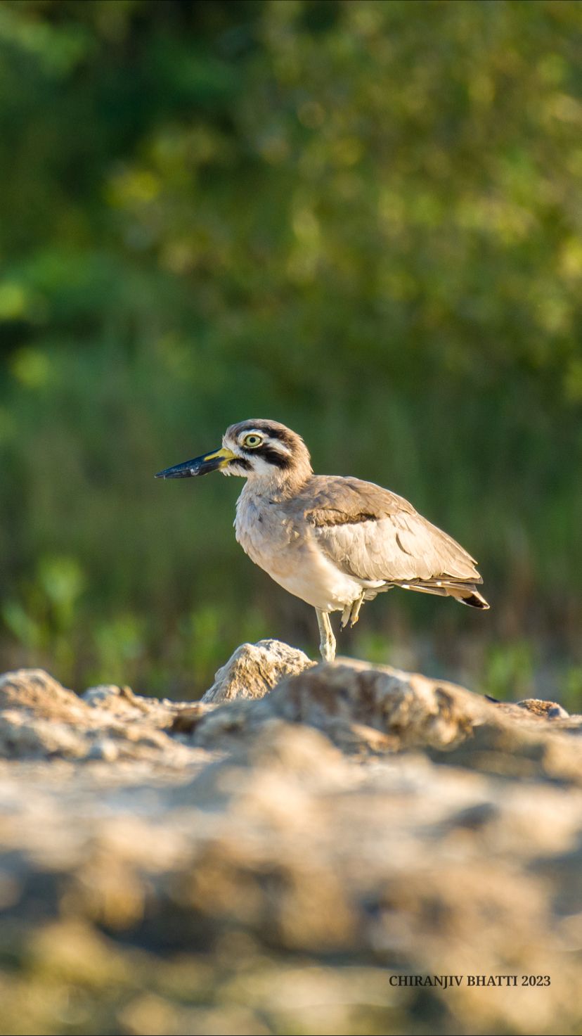 Chiranjiv Bhatti on LinkedIn: Great Thick-knee at Gyaan Sagar, Mithapur ... Chiranjiv Bhatti on LinkedIn: Great Thick-knee at Gyaan Sagar, Mithapur ...