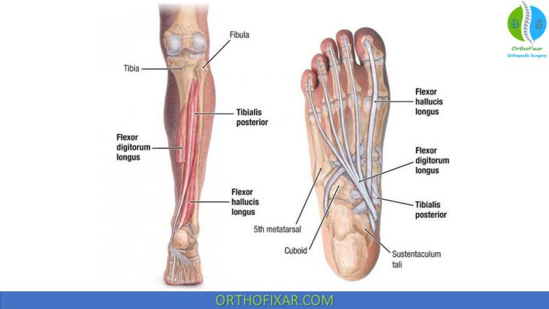 Orthofixar | Orthopedic Surgery on LinkedIn: Flexor Digitorum Longus ️ ... Orthofixar | Orthopedic Surgery on LinkedIn: Flexor Digitorum Longus ️ ...