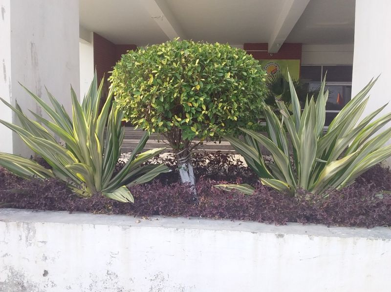 Shobhit Singh on LinkedIn: Garden Shobhit Singh on LinkedIn: Garden