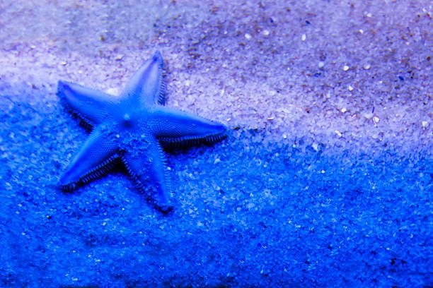 Yukta Vaidya on LinkedIn: Top 15 Rare and Beautiful Sea Creatures Visit ... Yukta Vaidya on LinkedIn: Top 15 Rare and Beautiful Sea Creatures Visit ...