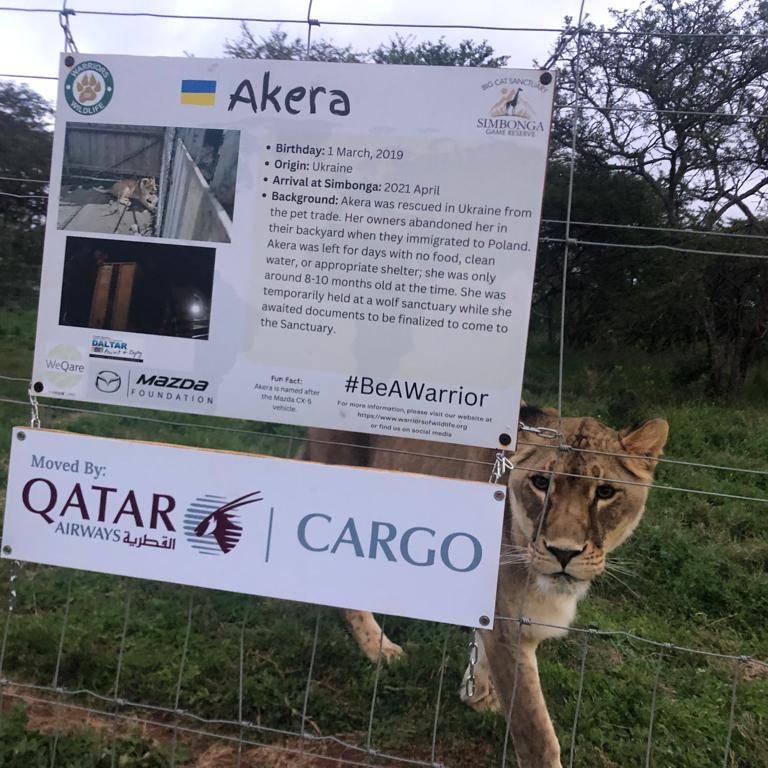 Qatar Airways Cargo on LinkedIn: #throwback #weqare #qatarairwayscargo ... Qatar Airways Cargo on LinkedIn: #throwback #weqare #qatarairwayscargo ...
