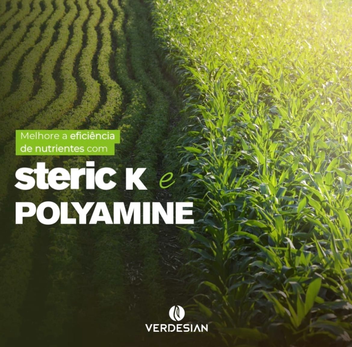 Valter Toledo on LinkedIn: Verdesian Life Sciences Brasil Valter Toledo on LinkedIn: Verdesian Life Sciences Brasil