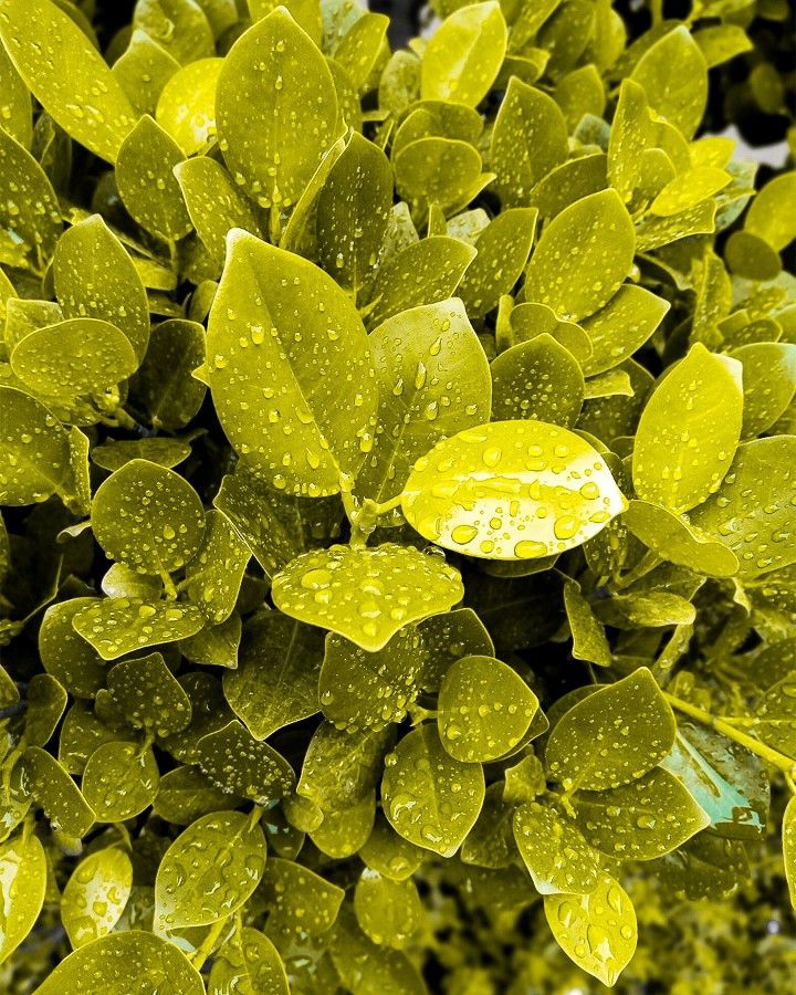 Harsh Verma on LinkedIn: #photography #naturephotography #rain Harsh Verma on LinkedIn: #photography #naturephotography #rain