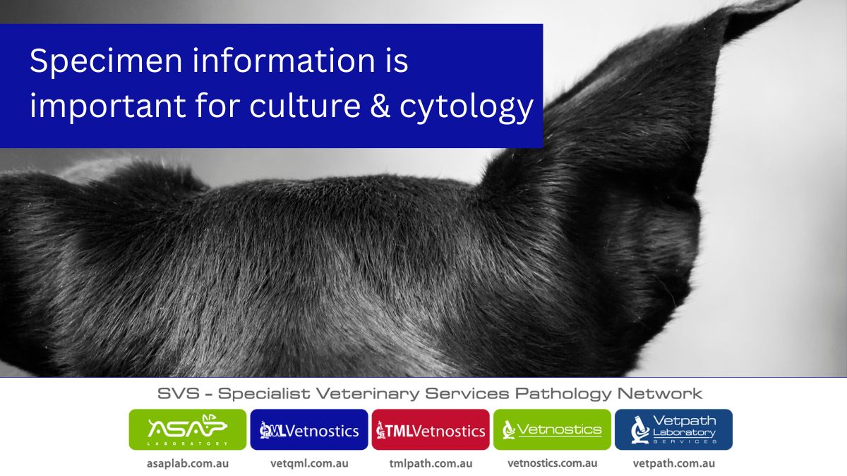 QML Vetnostics on LinkedIn: Specimen information is vitally important ... QML Vetnostics on LinkedIn: Specimen information is vitally important ...