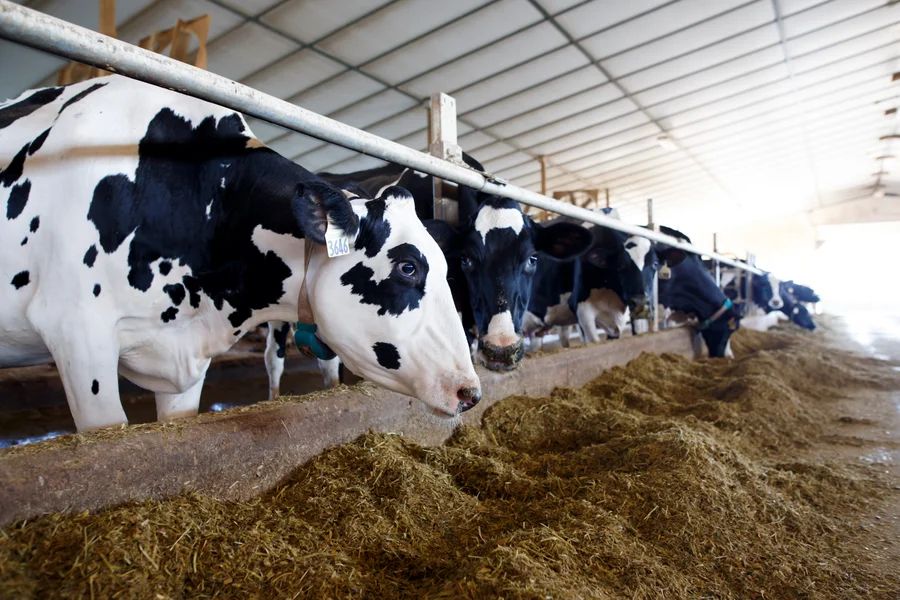 VET MUHAMMAD SAQIB on LinkedIn: 𝑵𝒖𝒕𝒓𝒊𝒕𝒊𝒐𝒏𝒂𝒍 𝑵𝒆𝒆𝒅𝒔 𝒐𝒇 𝑷𝒓𝒆𝒈𝒏𝒂𝒏𝒕, 𝑫𝒓𝒚 𝑪𝒐𝒘𝒔… VET MUHAMMAD SAQIB on LinkedIn: 𝑵𝒖𝒕𝒓𝒊𝒕𝒊𝒐𝒏𝒂𝒍 𝑵𝒆𝒆𝒅𝒔 𝒐𝒇 𝑷𝒓𝒆𝒈𝒏𝒂𝒏𝒕, 𝑫𝒓𝒚 𝑪𝒐𝒘𝒔…