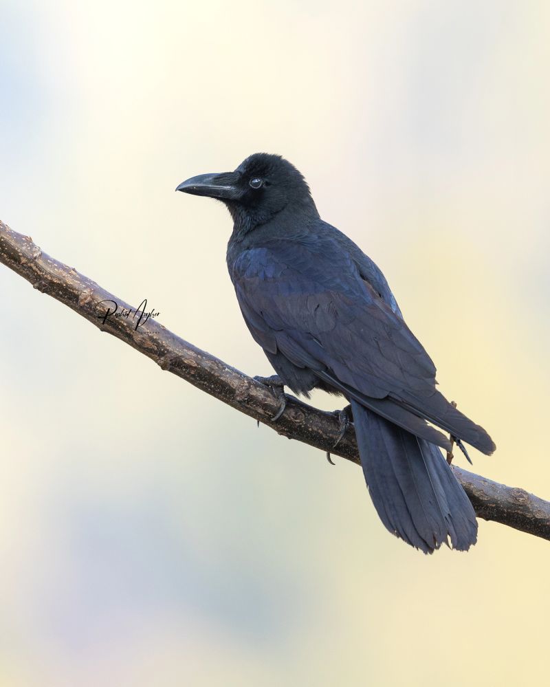 Rashid Asgher on LinkedIn: #wildlifewithrashidasghar #birdsofpakistan # ... Rashid Asgher on LinkedIn: #wildlifewithrashidasghar #birdsofpakistan # ...