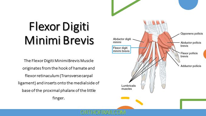Orthofixar | Orthopedic Surgery on LinkedIn: Flexor Digiti Minimi ... Orthofixar | Orthopedic Surgery on LinkedIn: Flexor Digiti Minimi ...