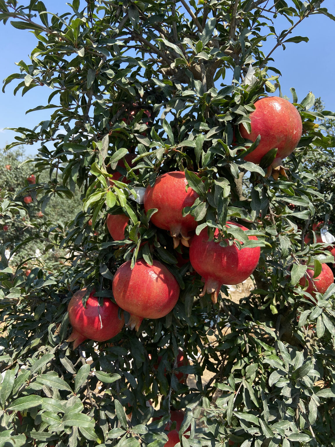 ahmed abdelrazik on LinkedIn: Capitalagro 🇪🇬 ahmed abdelrazik on LinkedIn: Capitalagro 🇪🇬