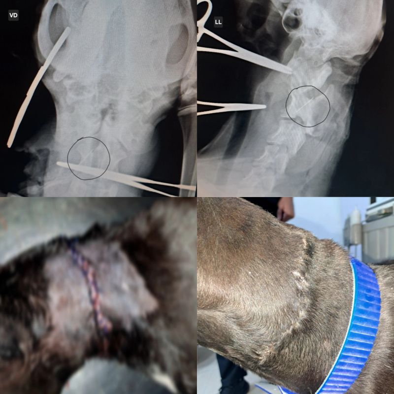 How to remove a 23G needle from Canine Axis | Dr. Aoun Raza posted on ... How to remove a 23G needle from Canine Axis | Dr. Aoun Raza posted on ...