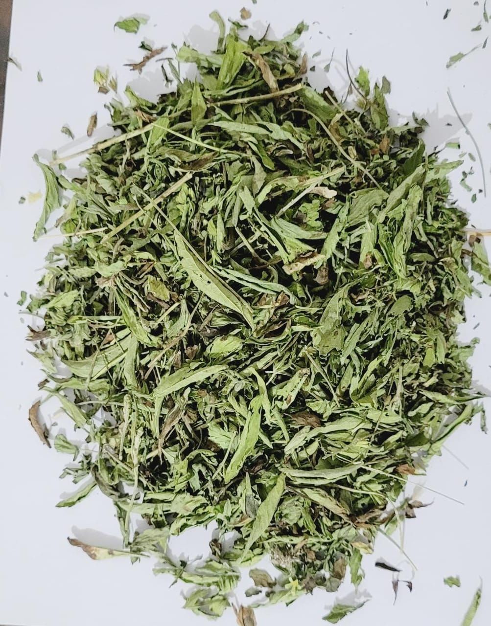 AVAILABLE STEVIA LEAF LOCATION - NEEMUCH (M.P) CONTACT US - 9098725622 ... AVAILABLE STEVIA LEAF LOCATION - NEEMUCH (M.P) CONTACT US - 9098725622 ...