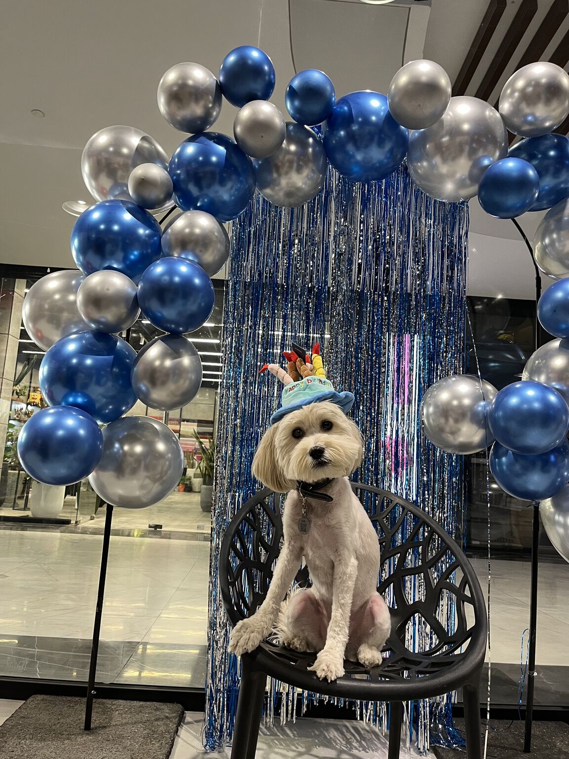Nooshin Najari on LinkedIn: #familydog #poodle Nooshin Najari on LinkedIn: #familydog #poodle