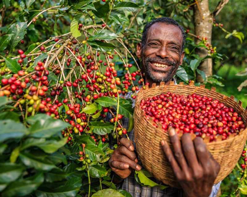 Akili Group on LinkedIn: #akili #akiligroup #coffeefarming # ... Akili Group on LinkedIn: #akili #akiligroup #coffeefarming # ...