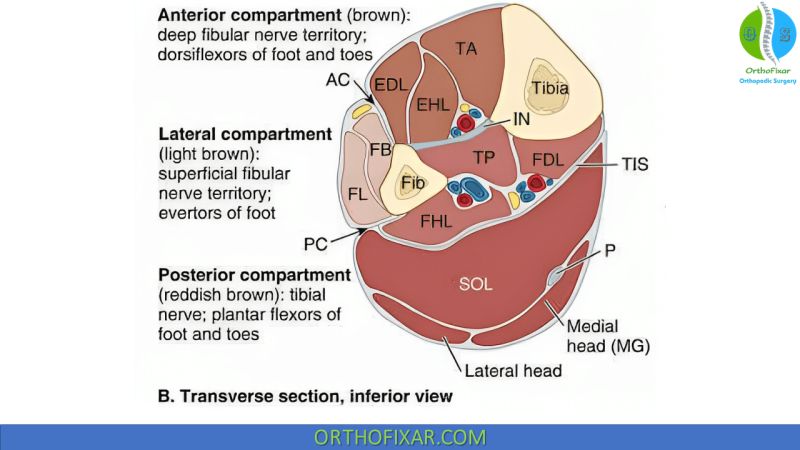 Orthofixar | Orthopedic Surgery on LinkedIn: Flexor Hallucis Longus ... Orthofixar | Orthopedic Surgery on LinkedIn: Flexor Hallucis Longus ...