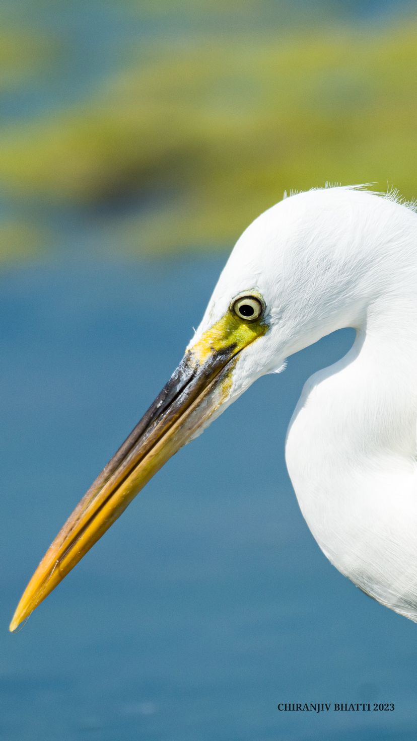 Chiranjiv Bhatti on LinkedIn: Western Reef Egret. Outer Sagar, Mithapur ... Chiranjiv Bhatti on LinkedIn: Western Reef Egret. Outer Sagar, Mithapur ...