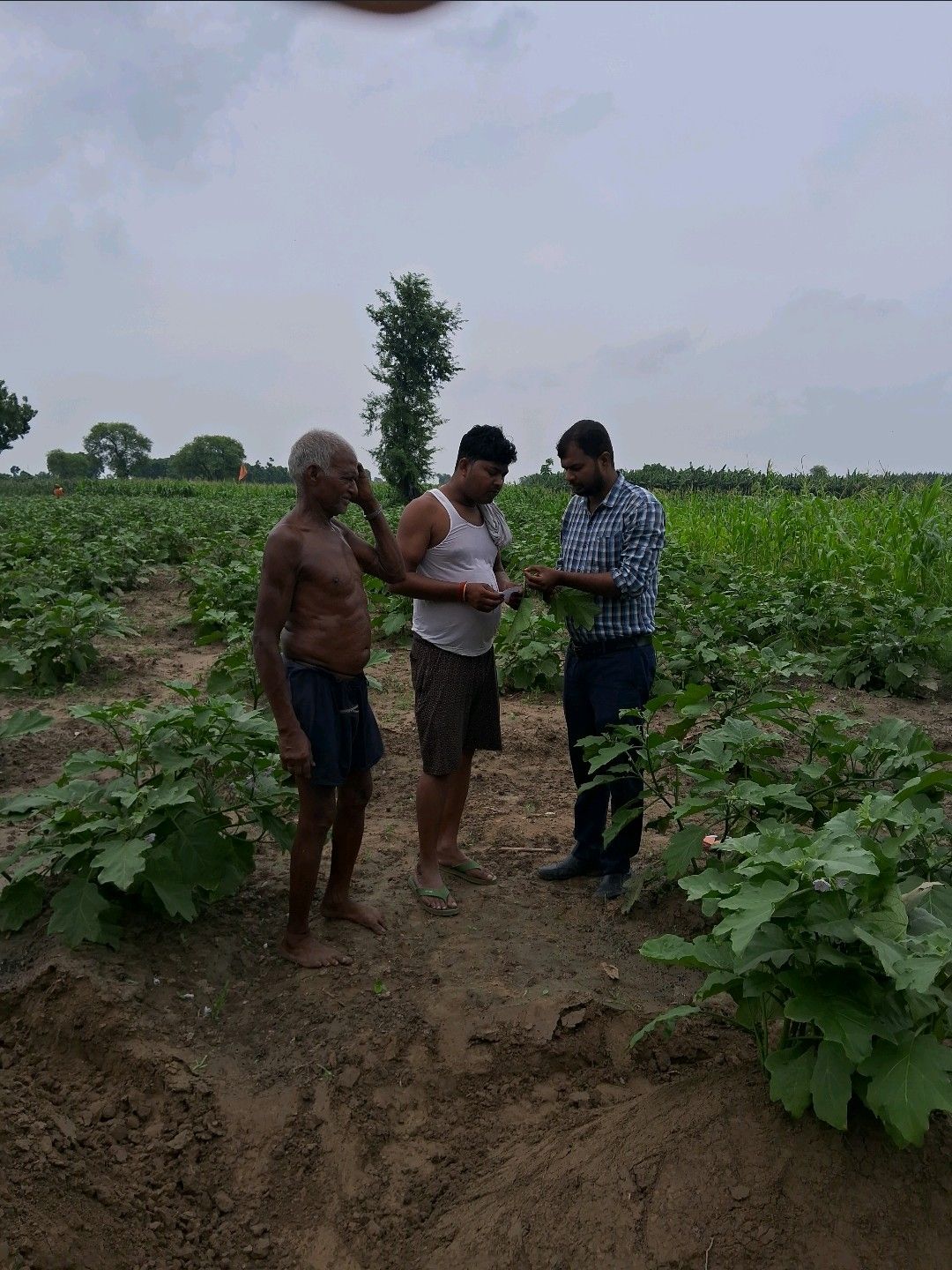 Babul Yadav on LinkedIn: Fruit borer and shoot borer in brinjal crops Babul Yadav on LinkedIn: Fruit borer and shoot borer in brinjal crops