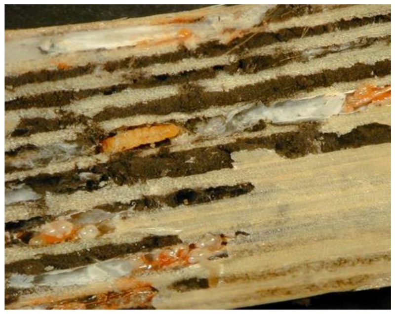 Diversity MDPI en LinkedIn: #diversitymdpi #fungal Diversity MDPI en LinkedIn: #diversitymdpi #fungal
