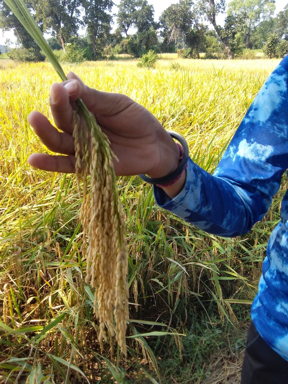Sahdev Singh Dangi on LinkedIn: Balram Agri hybrid Paddy Asha ... Sahdev Singh Dangi on LinkedIn: Balram Agri hybrid Paddy Asha ...