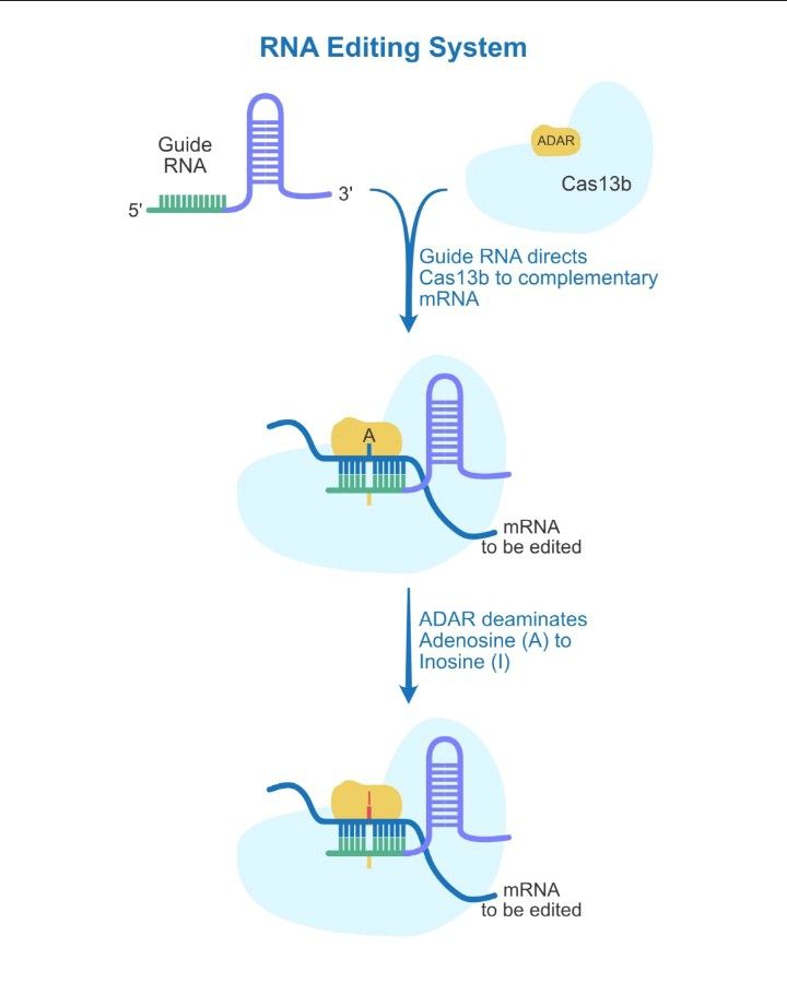 CRISPR BIOTECH ENGINEERING on LinkedIn: RNA editing system: • CRISPR ... CRISPR BIOTECH ENGINEERING on LinkedIn: RNA editing system: • CRISPR ...