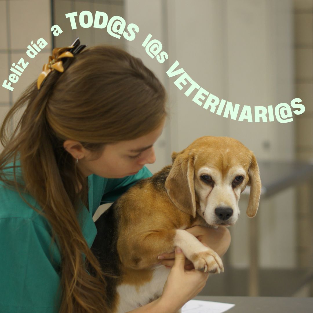 #veterinario #veterinaria #vetlife #vet #vetbusiness #dvm… | Elena ... #veterinario #veterinaria #vetlife #vet #vetbusiness #dvm… | Elena ...