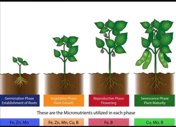 Sagar Biotech on LinkedIn: diffrent types of plant nutrients and there ... Sagar Biotech on LinkedIn: diffrent types of plant nutrients and there ...