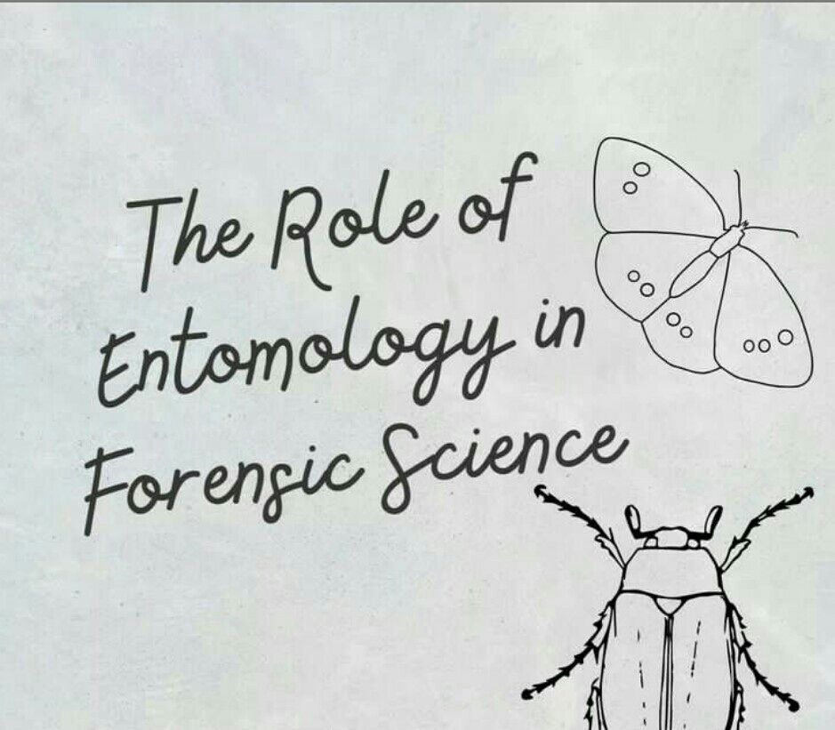 Philip Waruinge on LinkedIn: #forensicentomology #insects #timeofdeath ... Philip Waruinge on LinkedIn: #forensicentomology #insects #timeofdeath ...