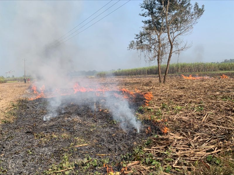 Slash burning in sugarcane field: pros and cons | Sandesh Paneru posted ... Slash burning in sugarcane field: pros and cons | Sandesh Paneru posted ...