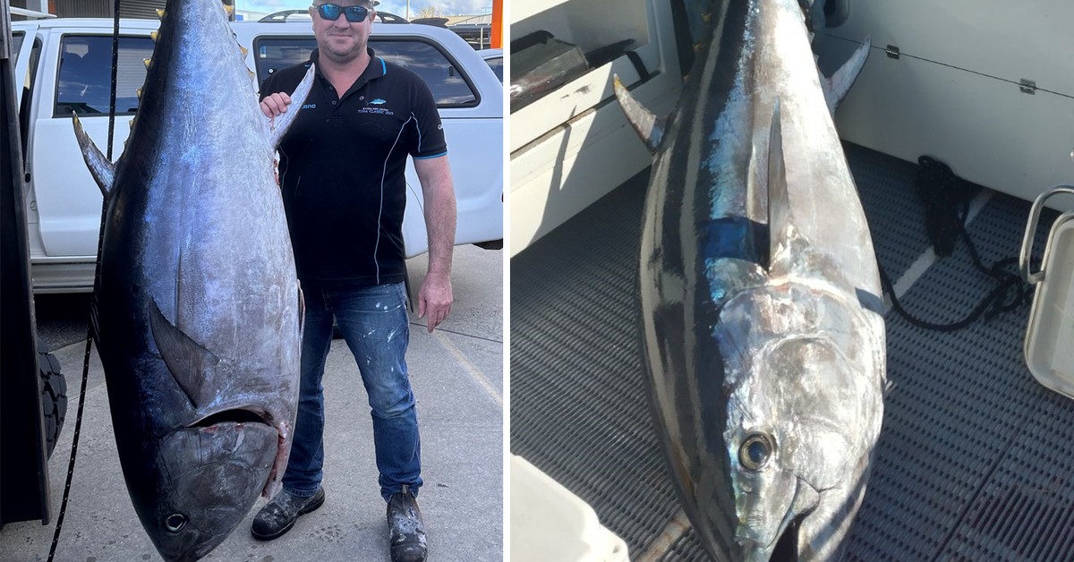 Qudach Australia on LinkedIn: Fishermen reel in monster Bluefin Tuna ... Qudach Australia on LinkedIn: Fishermen reel in monster Bluefin Tuna ...