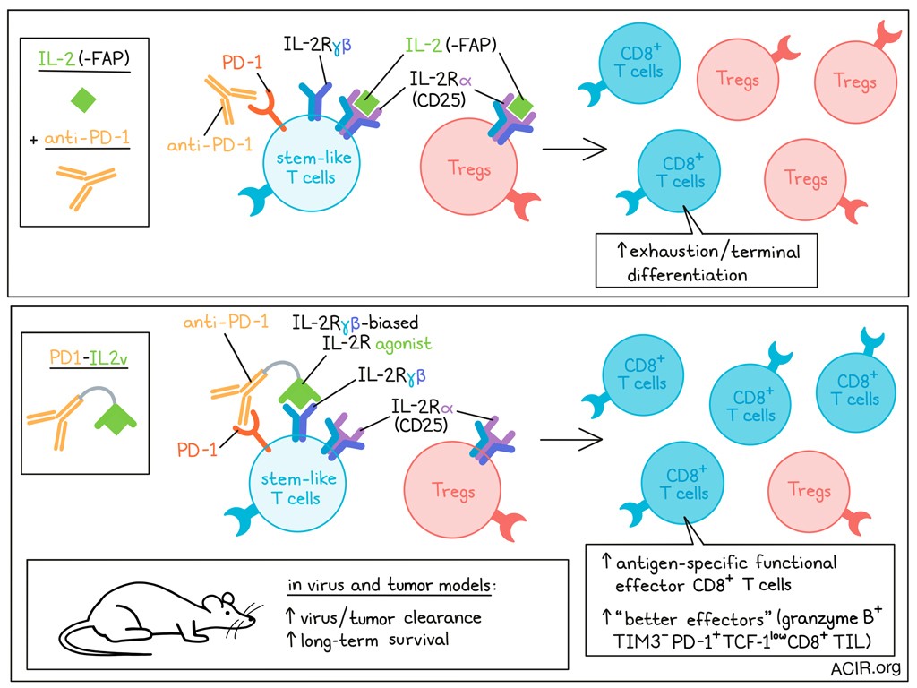 Maria Karagianni on LinkedIn: New molecule uses PD-1 to supply IL-2 to ... Maria Karagianni on LinkedIn: New molecule uses PD-1 to supply IL-2 to ...