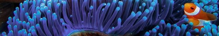 Nemo Dive Center | LinkedIn Nemo Dive Center | LinkedIn