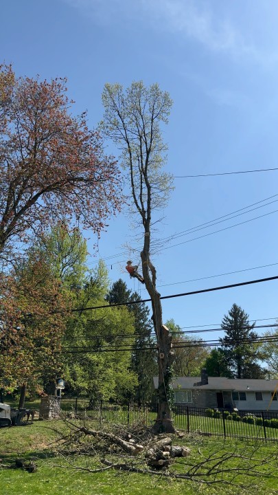 Josh Baldoni on LinkedIn: White oak down Josh Baldoni on LinkedIn: White oak down