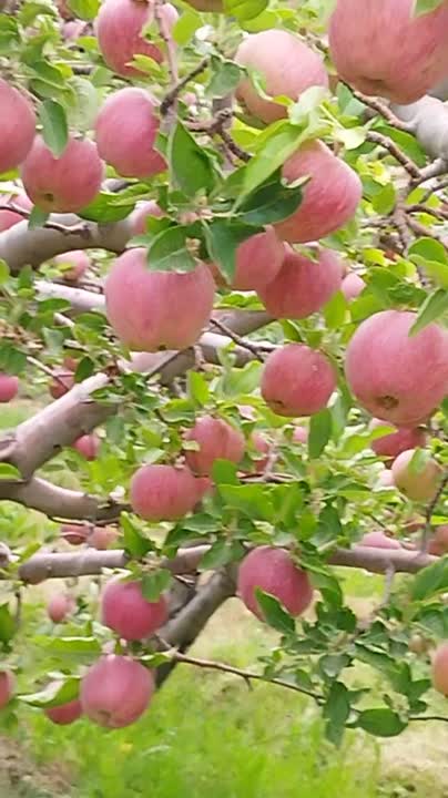Masumeh Najafi on LinkedIn: Start New Season ππππ Apple ππππππππ | 16 ... Masumeh Najafi on LinkedIn: Start New Season ππππ Apple ππππππππ | 16 ...