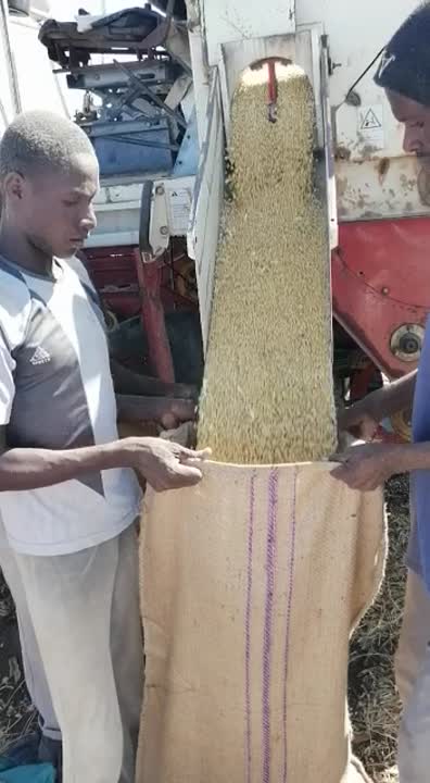 Engr Mazhar Hussain LinkedIn‘de: Harvesting of soybean in Sudan Engr Mazhar Hussain LinkedIn‘de: Harvesting of soybean in Sudan