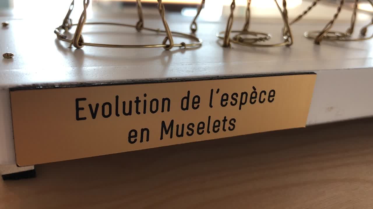 Amine GHANEM on LinkedIn: évolution du muselet Amine GHANEM on LinkedIn: évolution du muselet